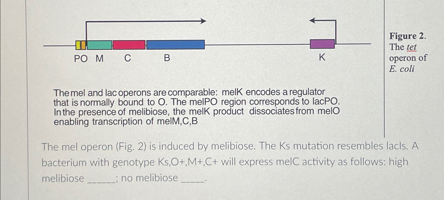 Solved Figure 2.The tet operon of E. ﻿coliThe mel and lac | Chegg.com