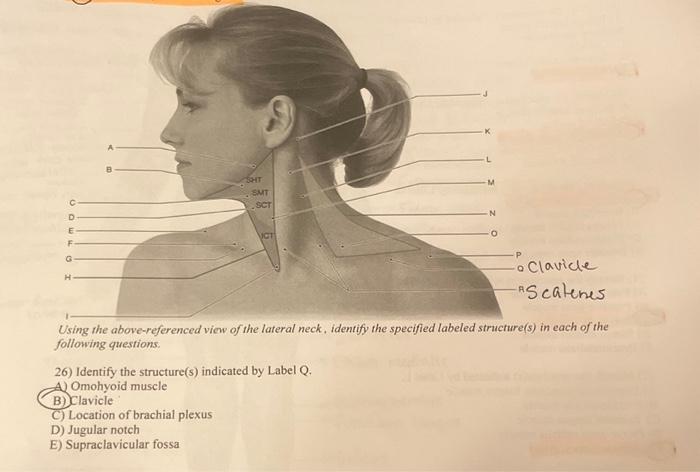 Solved Using the above-referenced viow of the lateral neck, | Chegg.com