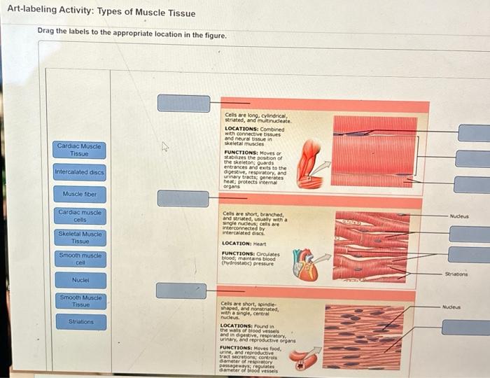Solved Art-labeling Activity: Types of Muscle Tissue Drag | Chegg.com