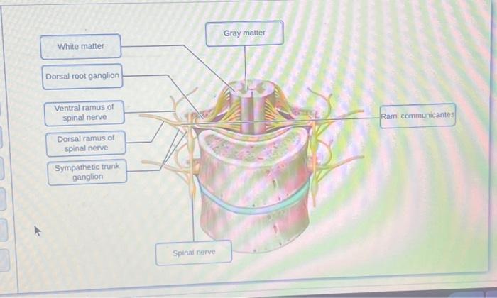 Solved White matter Dorsal root ganglion Ventral ramus of | Chegg.com