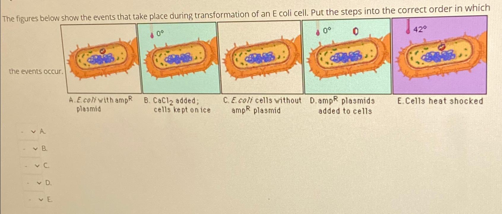 Solved The figures below show the events that take place | Chegg.com