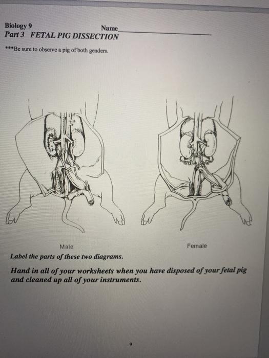 Solved Biology 9 Name Part 2 - FETAL PIG DISSECTION Label | Chegg.com