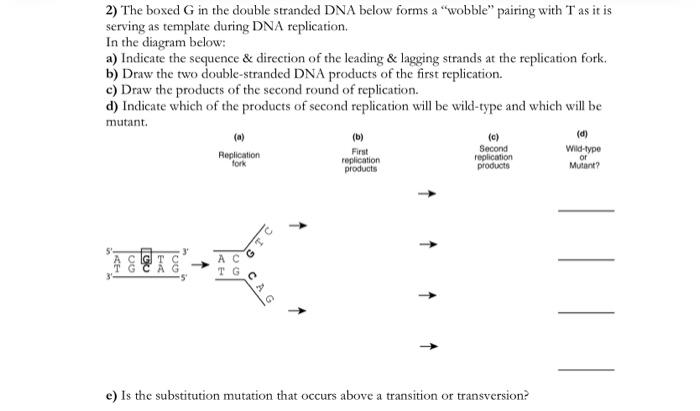 Solved 2) The boxed G in the double stranded DNA below forms | Chegg.com