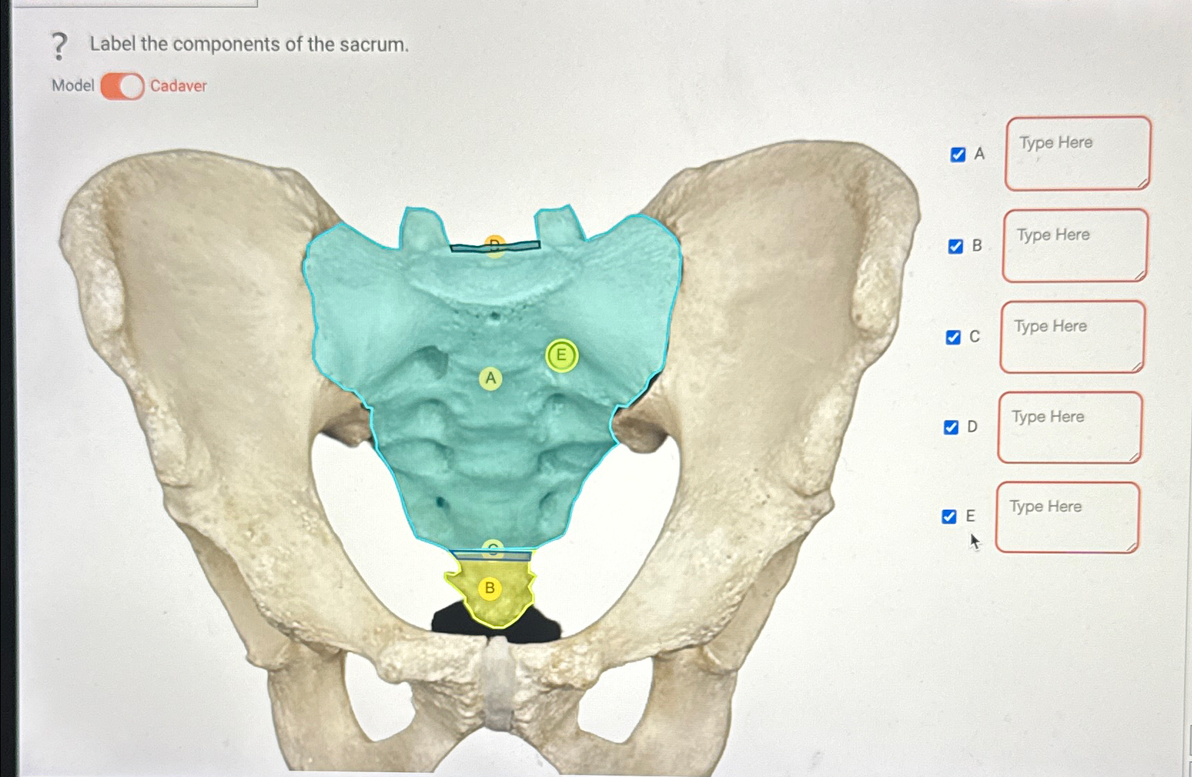 Solved ? ﻿Label the components of the sacrum.ModelCadaver | Chegg.com