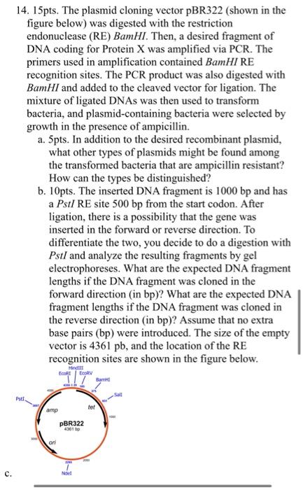 14. 15pts. The plasmid cloning vector PBR322 (shown | Chegg.com
