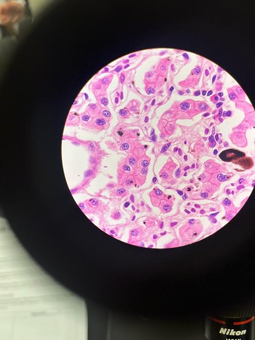 Solved Oral smear This slide features human cheek cells, | Chegg.com