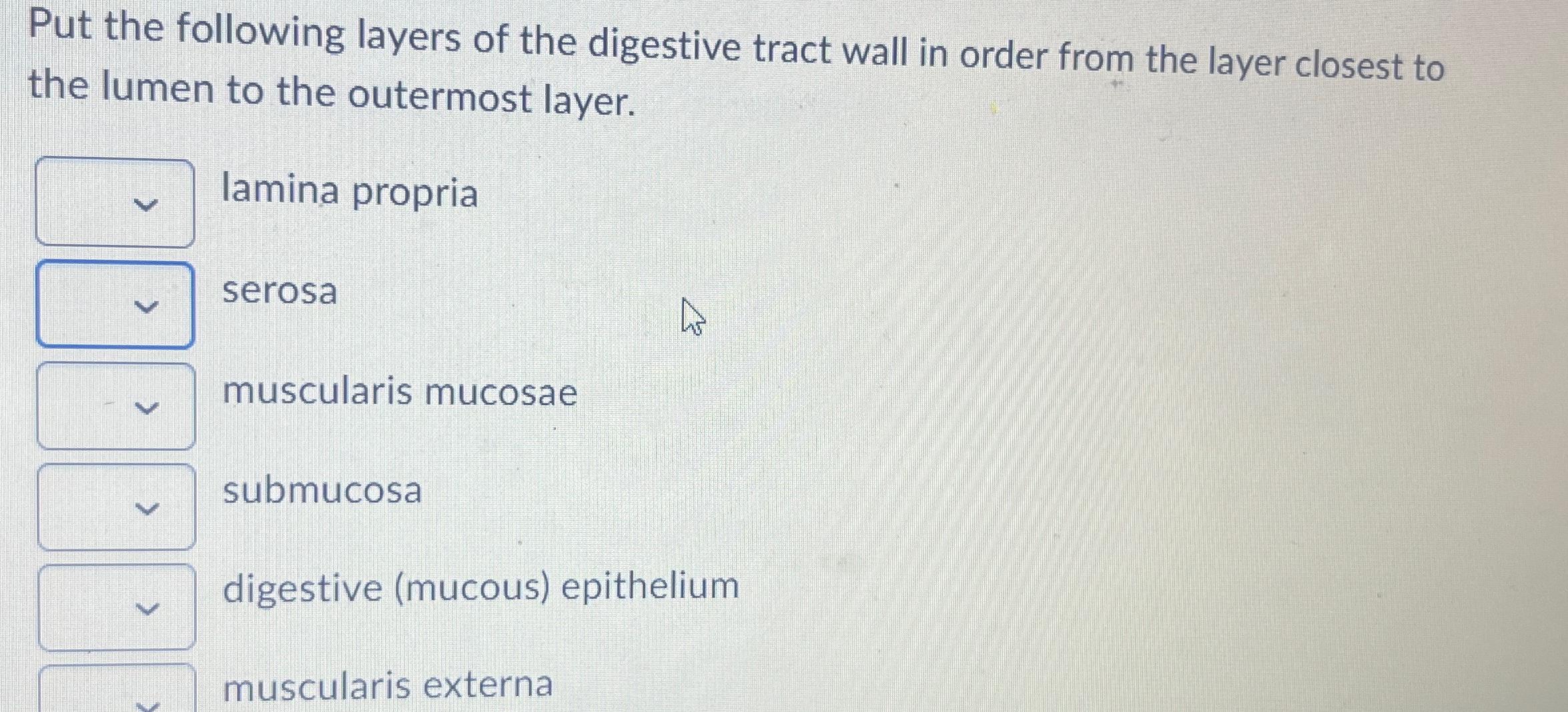 Solved Put the following layers of the digestive tract wall | Chegg.com
