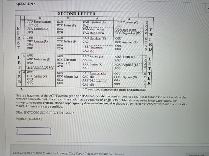 Solved QUESTION 1 stop codon > > SECOND LETTER U с А G UUUU | Chegg.com