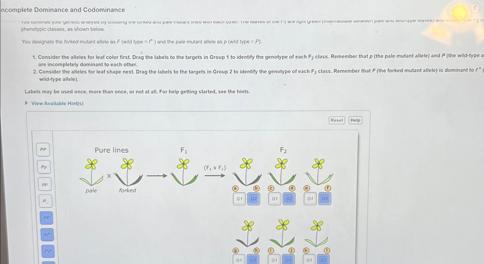 Solved ncomplete Dominance and Codominance phenotypic | Chegg.com Solved ncomplete Dominance and Codominance phenotypic | Chegg.com