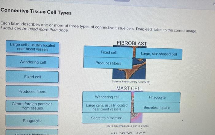 Connective Tissue Cell Types Each label describes one | Chegg.com