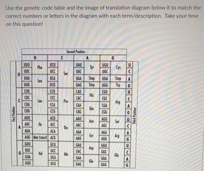 Solved Use the genetic code table and the image of | Chegg.com
