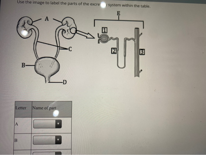 Solved Use the image to label the parts of the excre system | Chegg.com