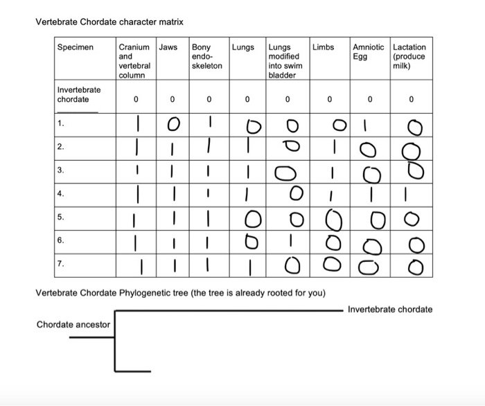 Solved Vertebrate Chordate character matrix Specimen Jaws | Chegg.com