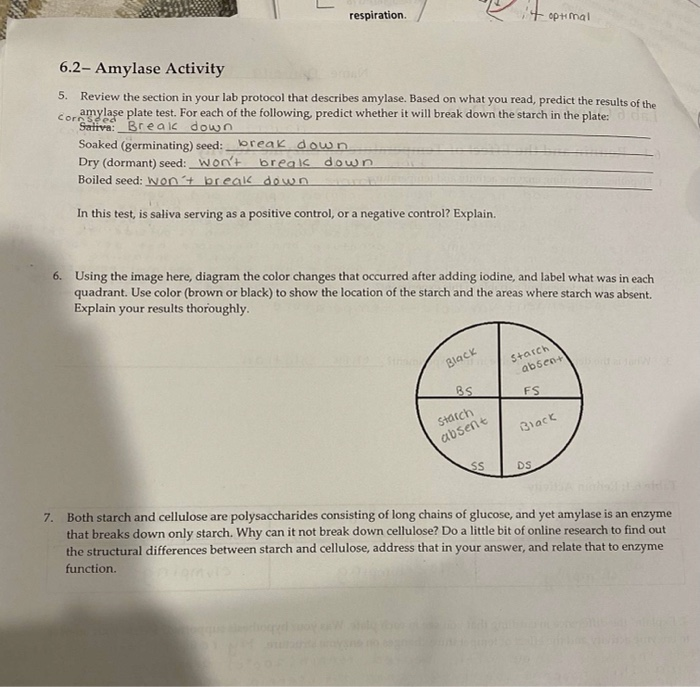 Solved respiration it optimal 5. 6.2- Amylase Activity | Chegg.com
