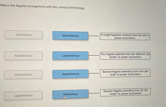 Solved Match the flagella arrangement with the correct | Chegg.com