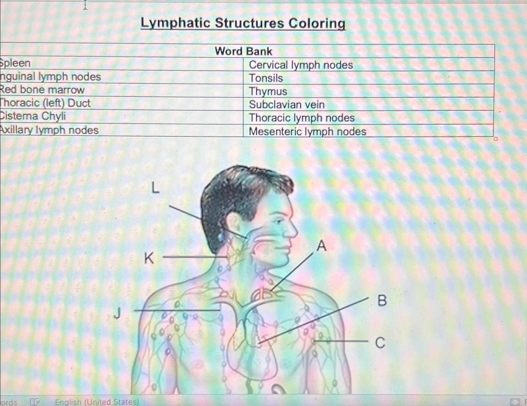 Solved Lymphatic Structures Coloring\table[[Word | Chegg.com
