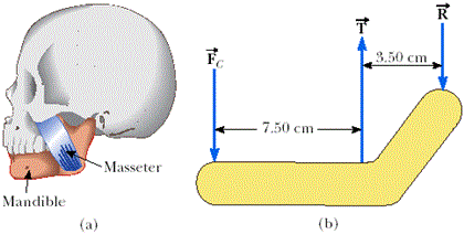 Solved The chewing muscle, the masseter, is one of the | Chegg.com