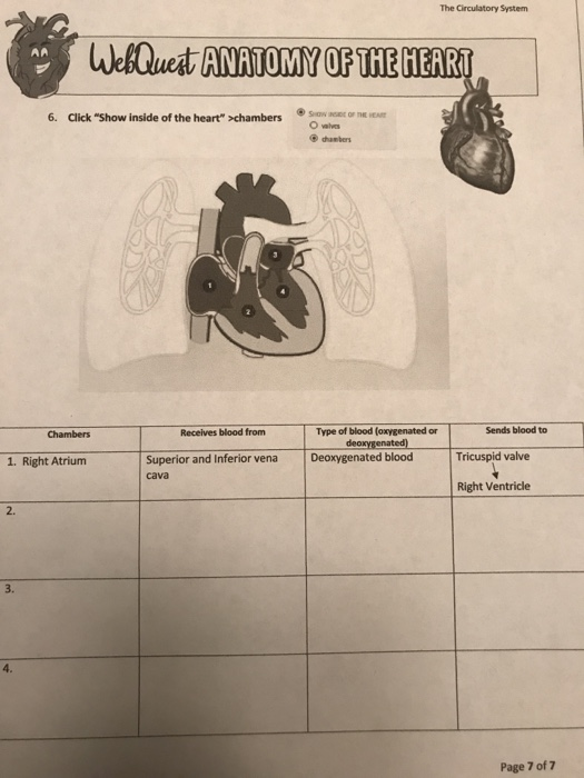 Solved The Circulatory System WebQuest ANATOMY OF THE HEART | Chegg.com