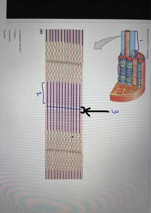 Solved What is a difference in between a monosynaptic and a | Chegg.com