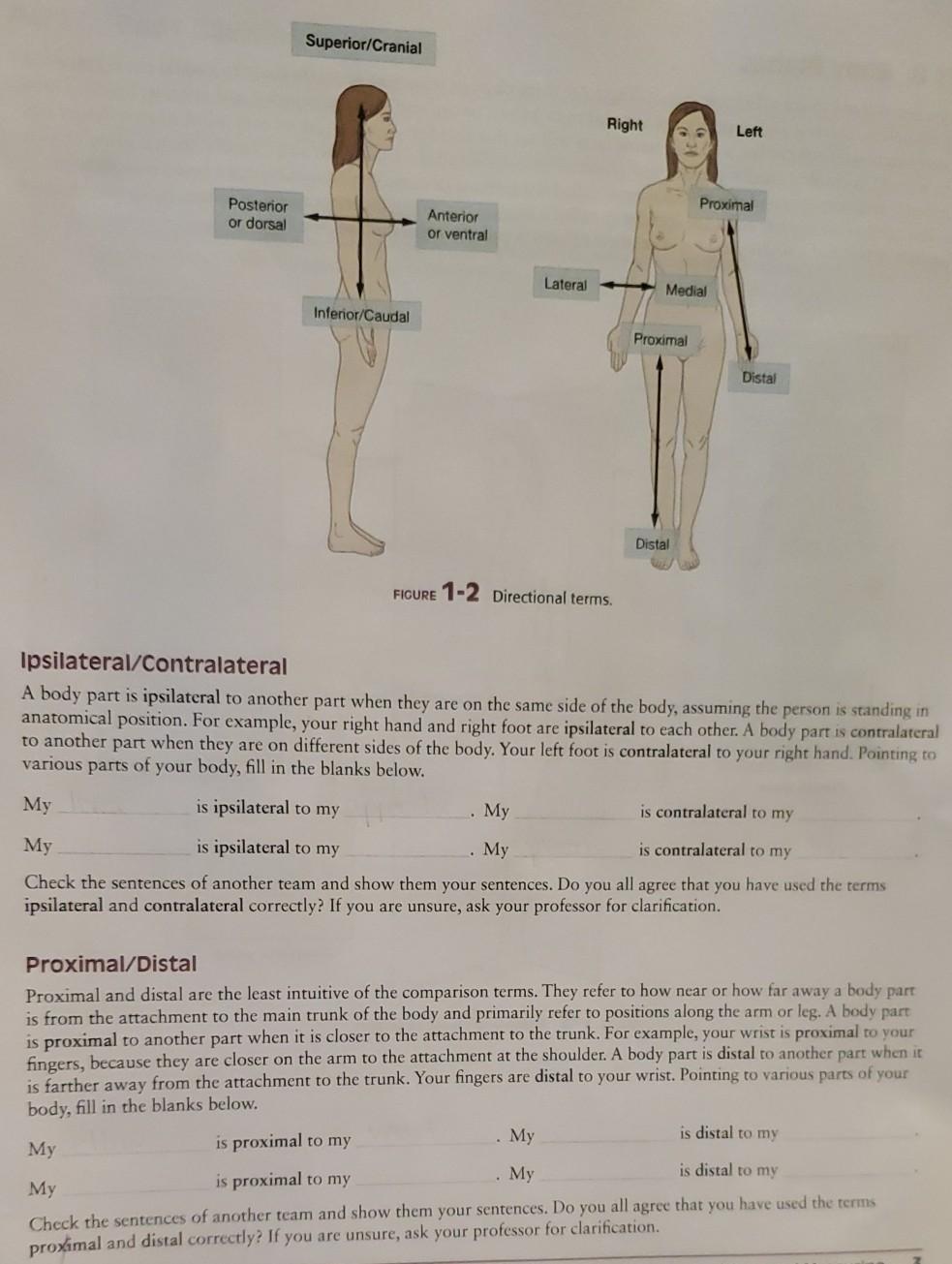 Solved Superior/Cranial Right Left Proximal Posterior or | Chegg.com