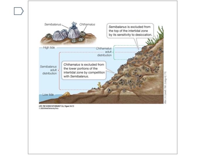 Solved Which are true about competition between Chthamalus | Chegg.com