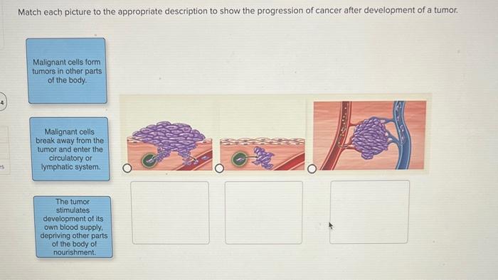Solved Match each picture to the appropriate description to | Chegg.com