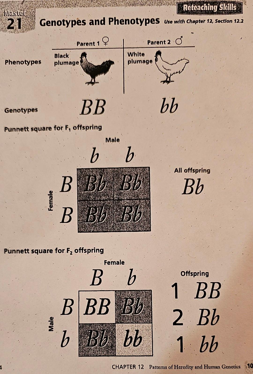 Solved Cenotypes and Phenotypes Use with Chapter 12, Section | Chegg.com