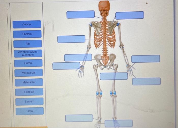 Solved help me with correct labelling | Chegg.com