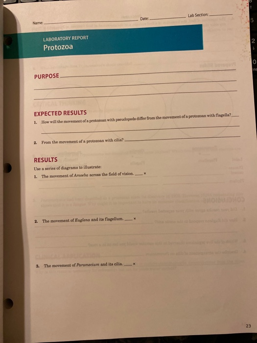 Solved Lab Section: Date: Name: 2 LABORATORY REPORT Protozoa | Chegg.com