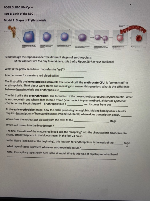 Solved POGIL 5: RBC Life Cycle Part 1: Birth of the RBC | Chegg.com