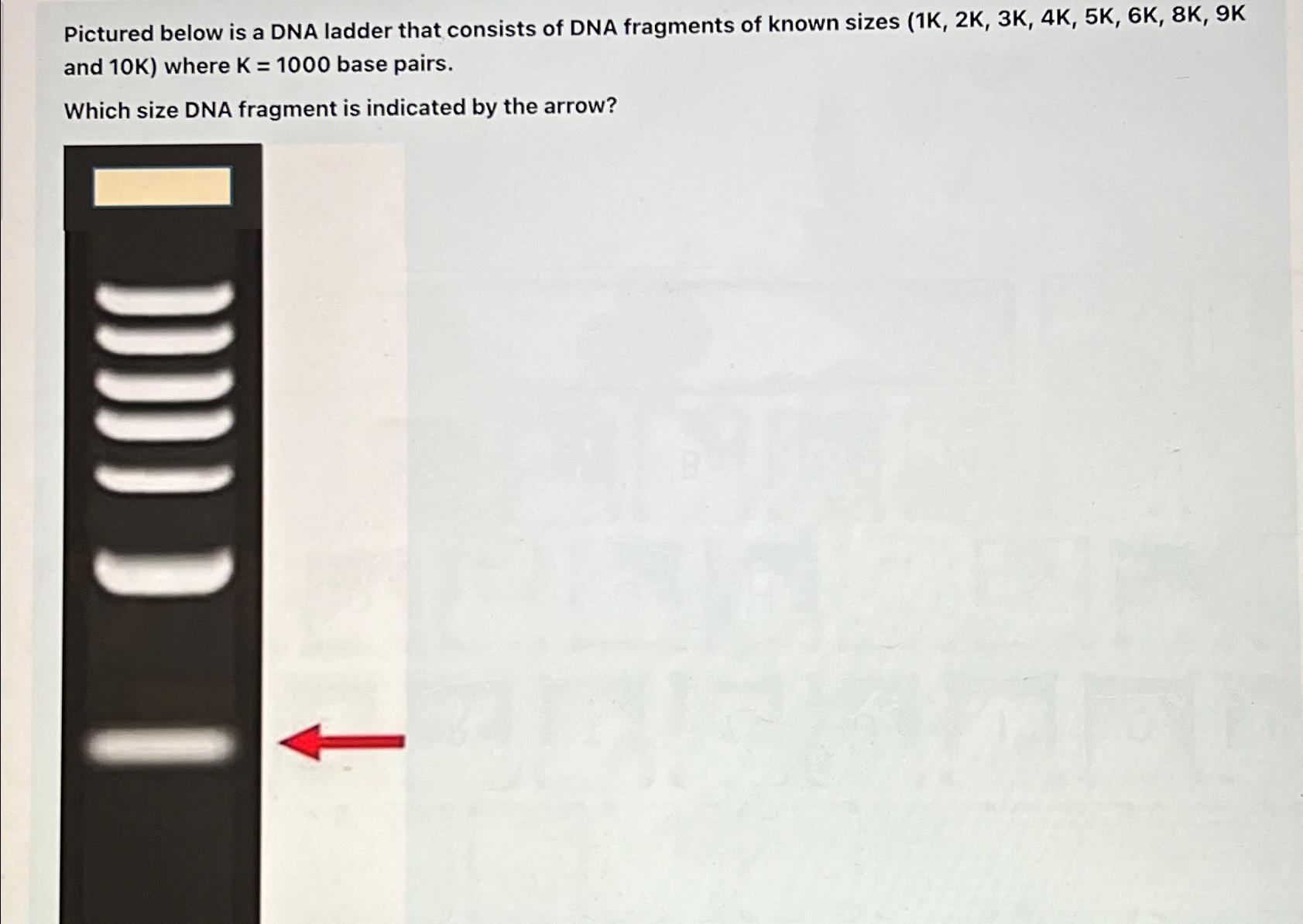 Solved Pictured below is a DNA ladder that consists of DNA | Chegg.com