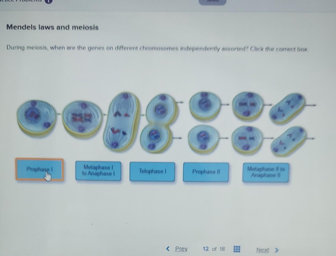 Solved Mendels laws and meiosis During meiosis, when are the | Chegg.com