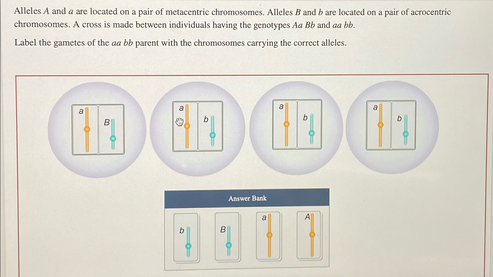 Solved Alleles A and a are located on a pair of metacentric | Chegg.com