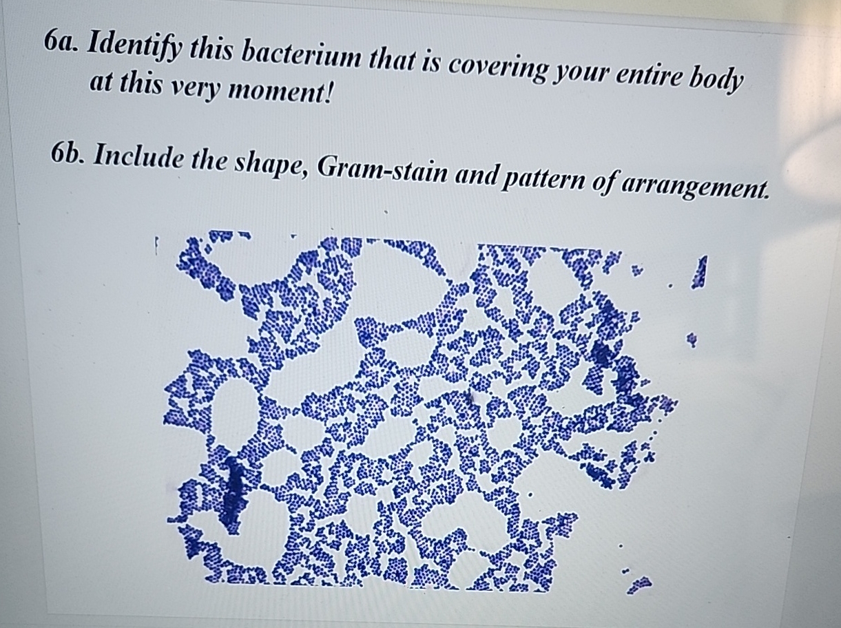 Solved 6a. ﻿Identify this bacterium that is covering your | Chegg.com