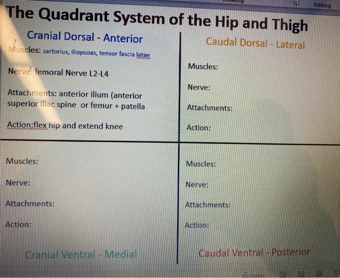 Solved Editing The Quadrant System of the Hip and Thigh | Chegg.com