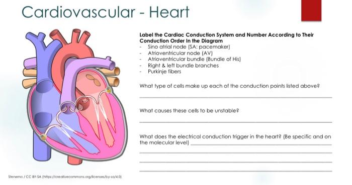 Solved Label the Cardiac Conduction System and Number | Chegg.com