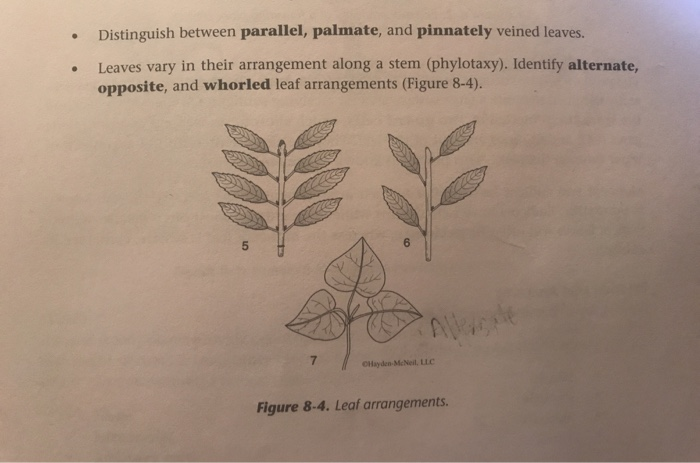 Solved Distinguish between parallel, palmate, and pinnately | Chegg.com
