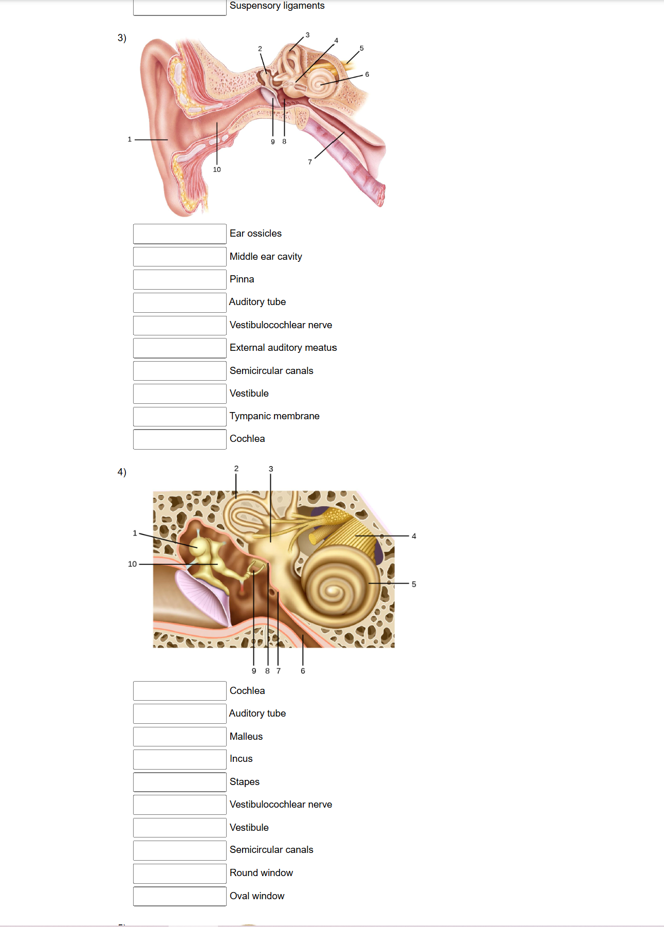 Solved Hello, can you please help me in labeling these two | Chegg.com