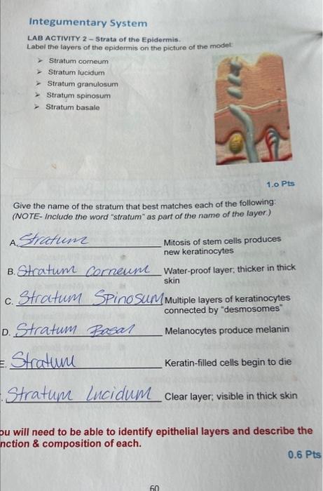 Solved Integumentary System LAB ACTIVITY 2 - Strata of the | Chegg.com