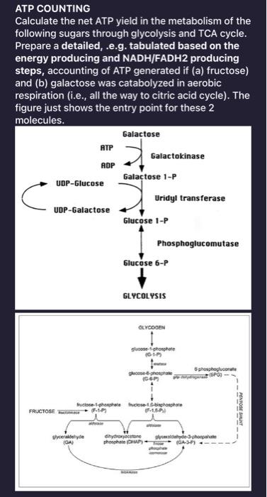 Solved ATP COUNTING Calculate the net ATP yield in the | Chegg.com