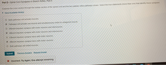 Solved Part D-Spinal Cord Synapses in Stretch Reflex, Part | Chegg.com