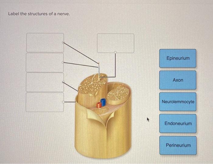 Solved Label the structures of a nerve. Epineurium Axon | Chegg.com