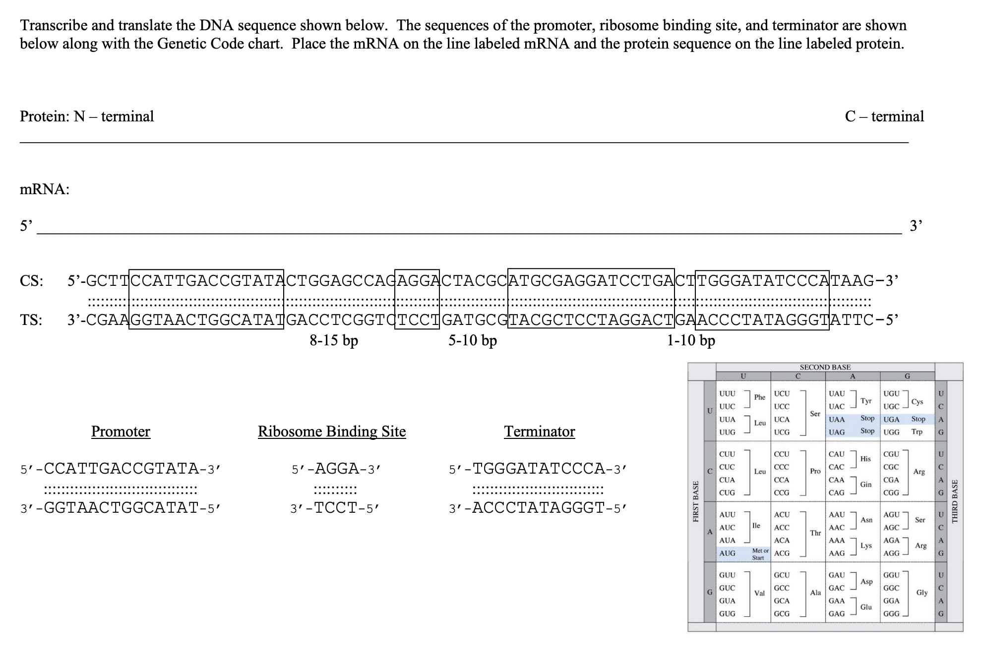 Solved Transcribe and translate the DNA sequence shown | Chegg.com