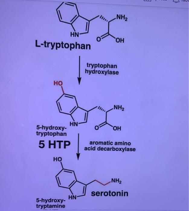 Solved why is important to hydroxylate L-triptophan to get | Chegg.com