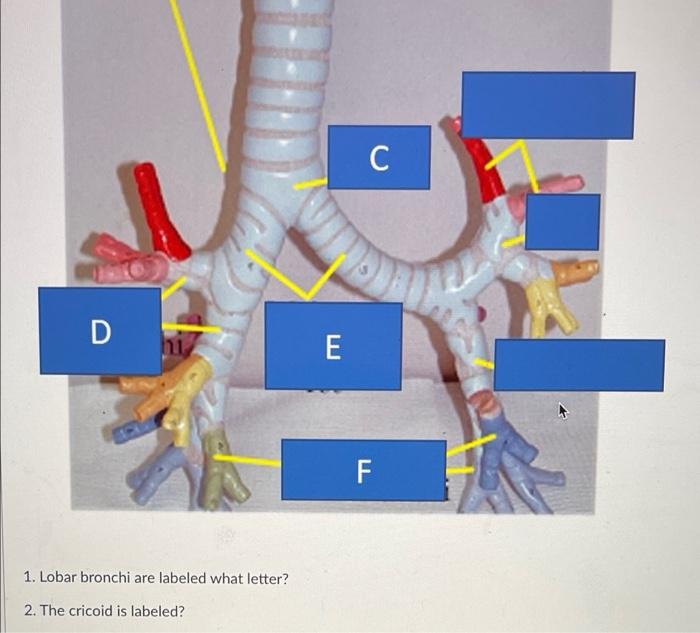 Solved B с К A J D 1. Lobar bronchi are labeled what | Chegg.com