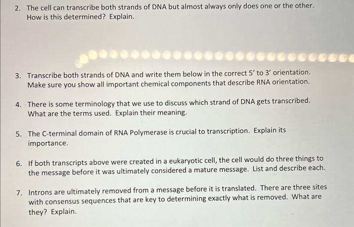 Solved 2. The cell can transcribe both strands of DNA but | Chegg.com