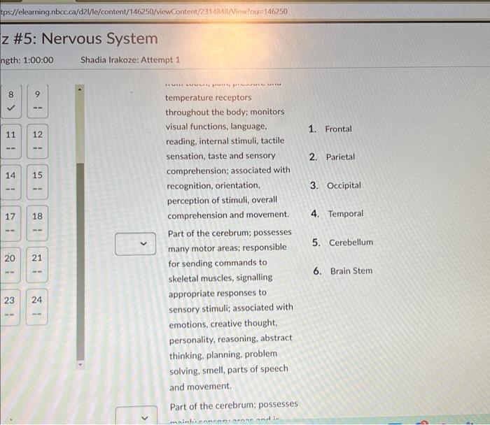Solved A gap between Schwann cells along the axon of the | Chegg.com