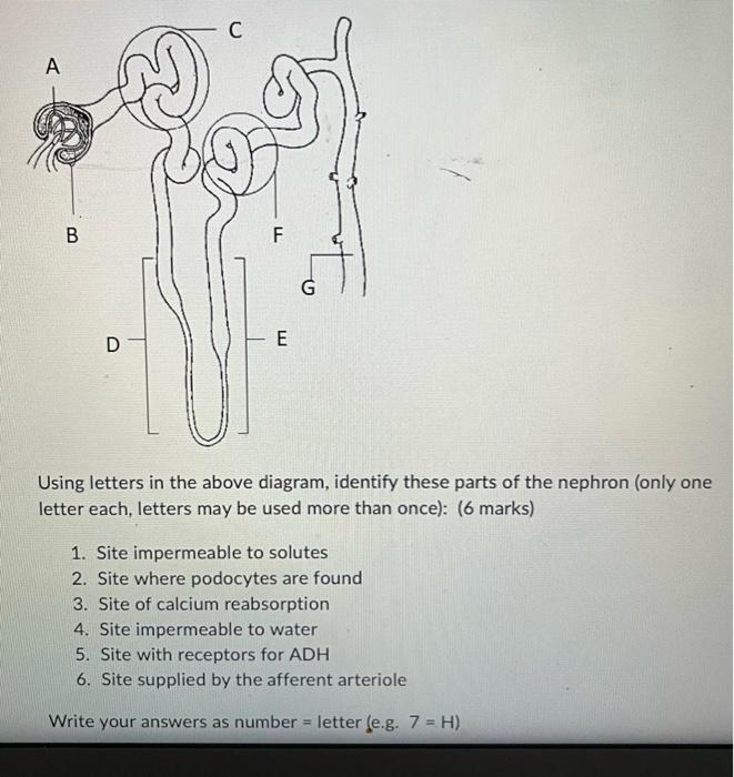 Solved Using letters in the above diagram, identify these | Chegg.com