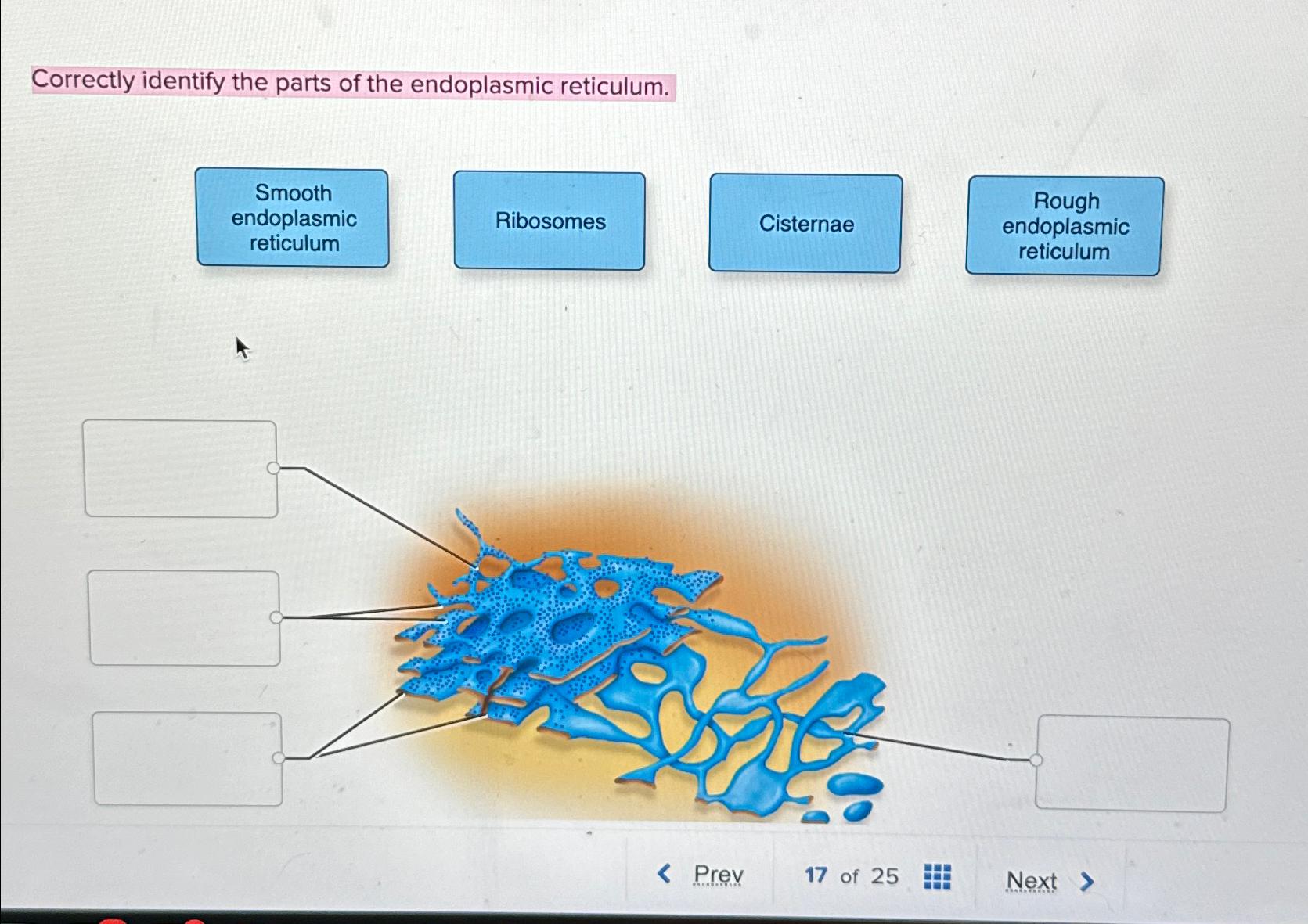 Solved Correctly identify the parts of the endoplasmic | Chegg.com