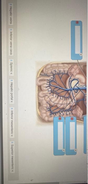 Solved Correctly label the following veins associated with | Chegg.com